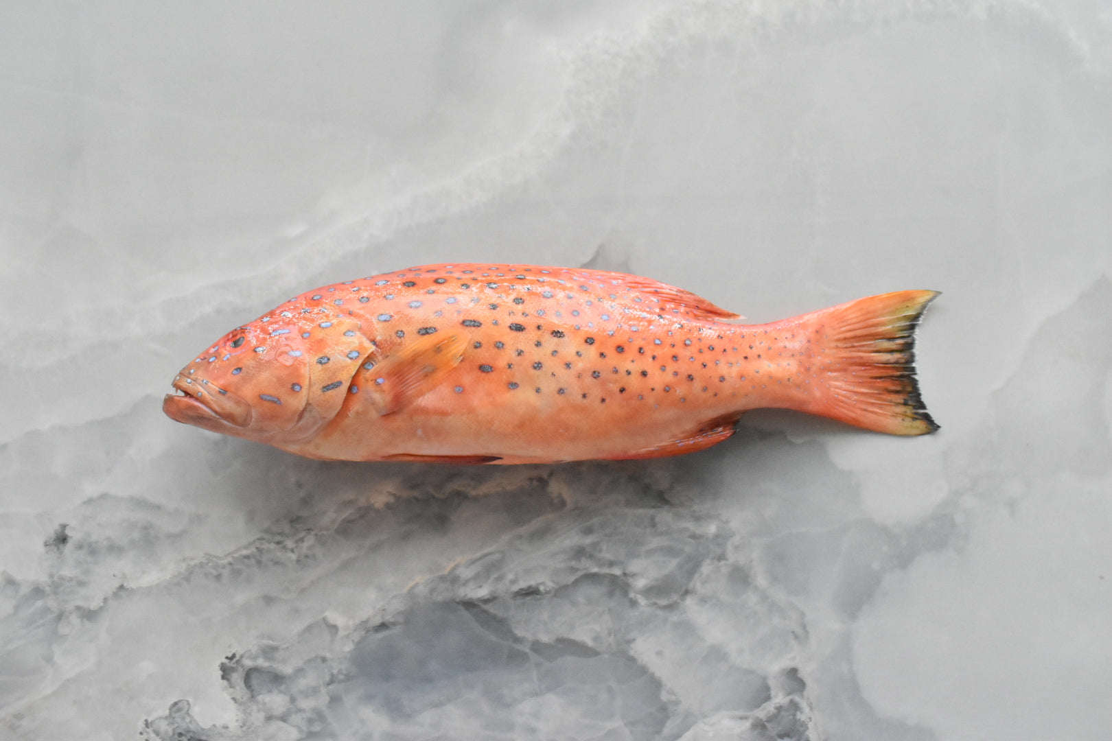 Red GrouperㅣCoral Trout – OrderSeafoodSg