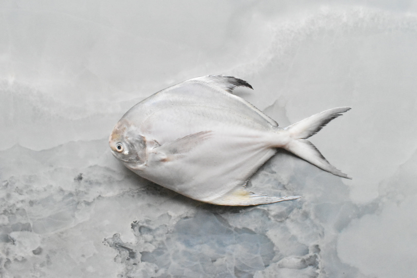 White Pomfret – OrderSeafoodSg
