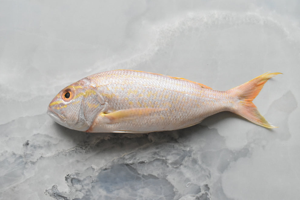 AngoliㅣGoldband Snapper – OrderSeafoodSg