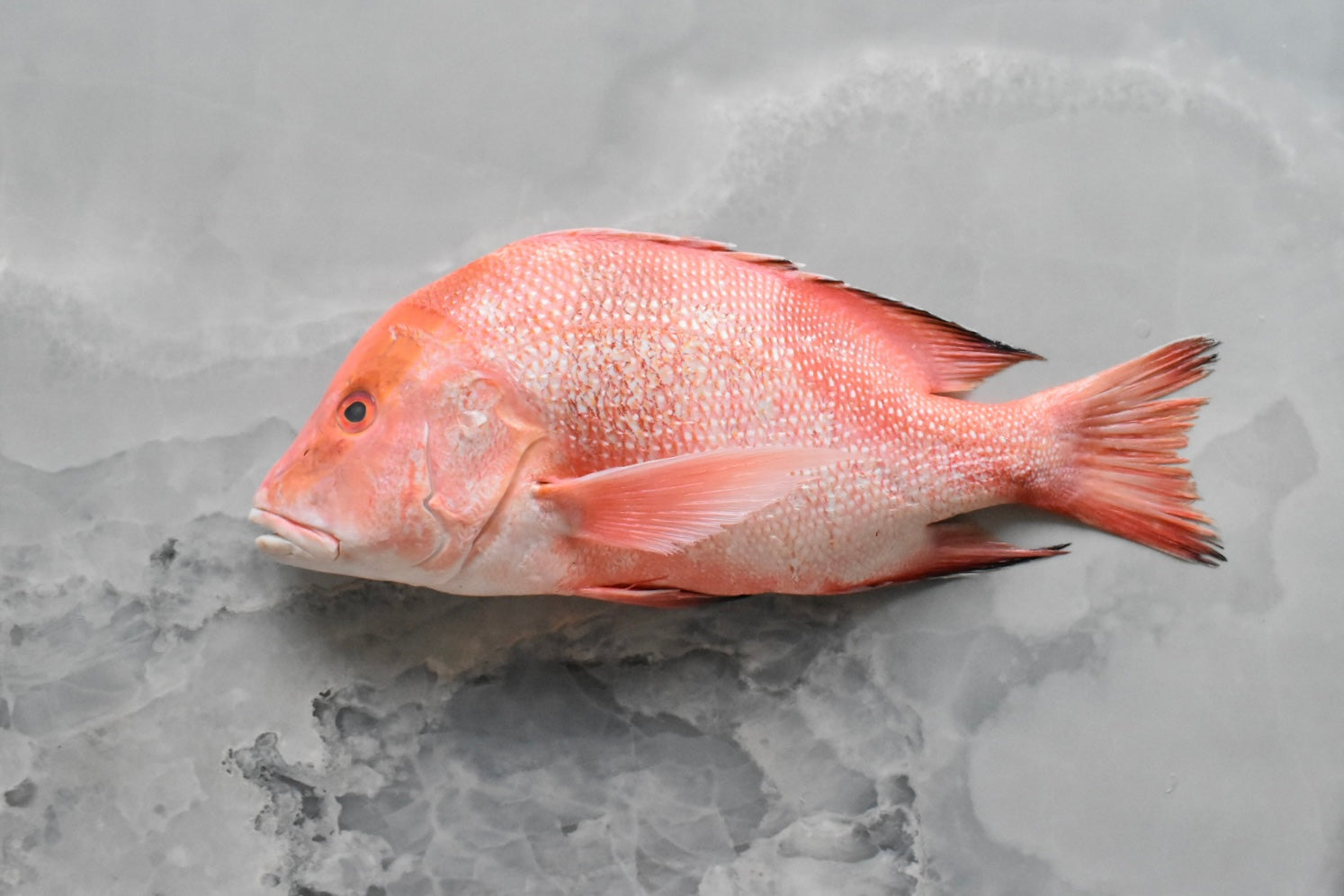 Red Emperor Snapper – OrderSeafoodSg